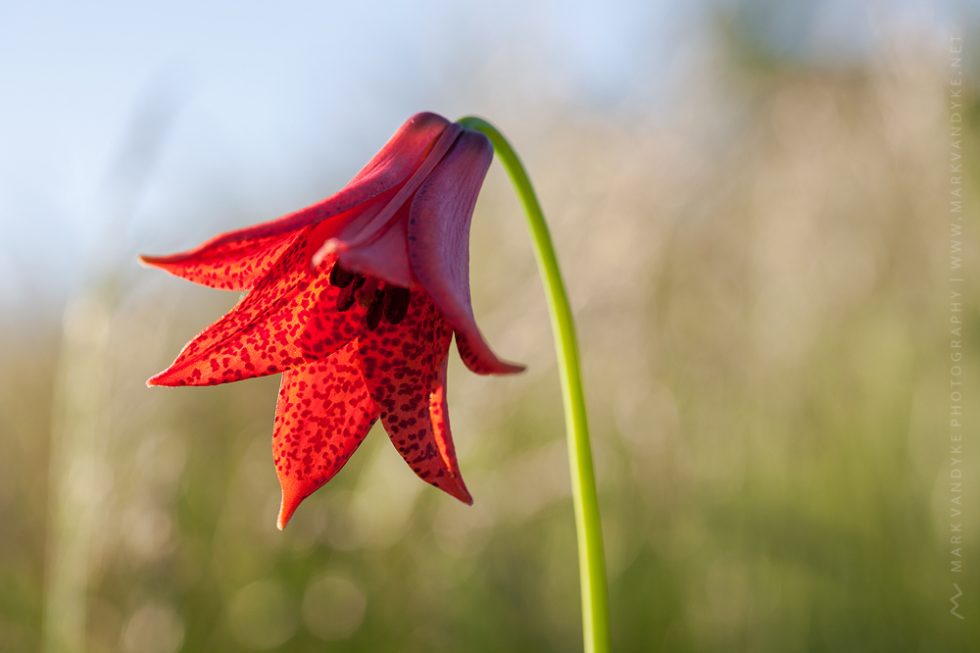 Photo Essay: Roan Highlands Gray's Lily Wildflowers 2015 - Mark VanDyke ...
