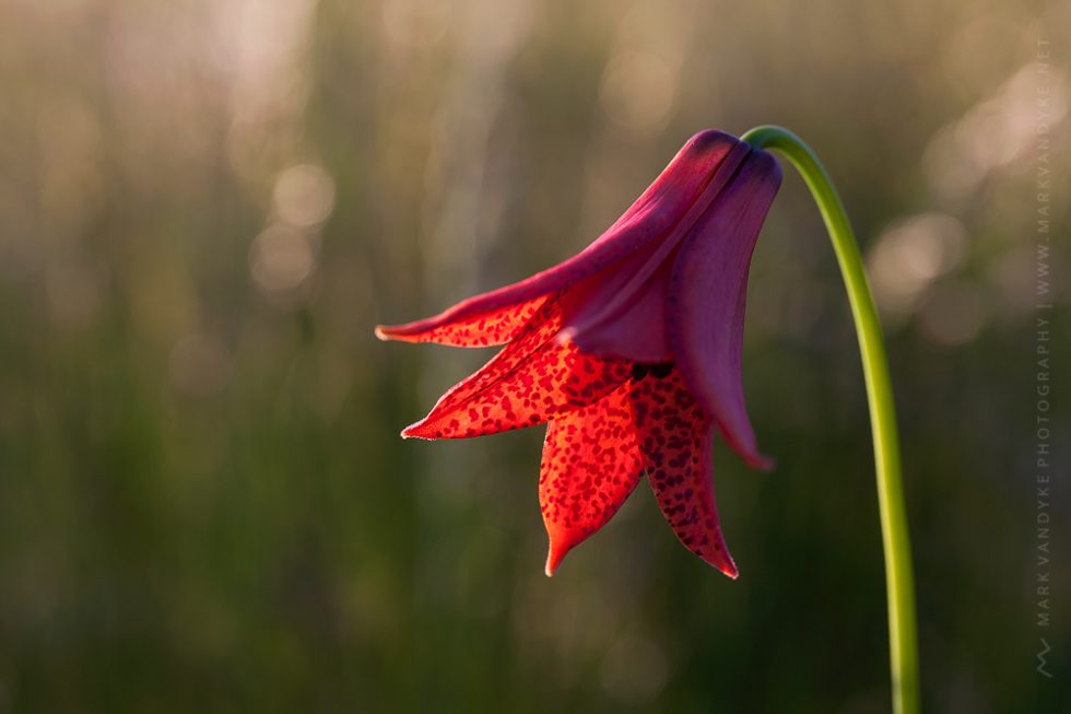 Photo Essay: Roan Highlands Gray's Lily Wildflowers 2015 - Mark VanDyke ...